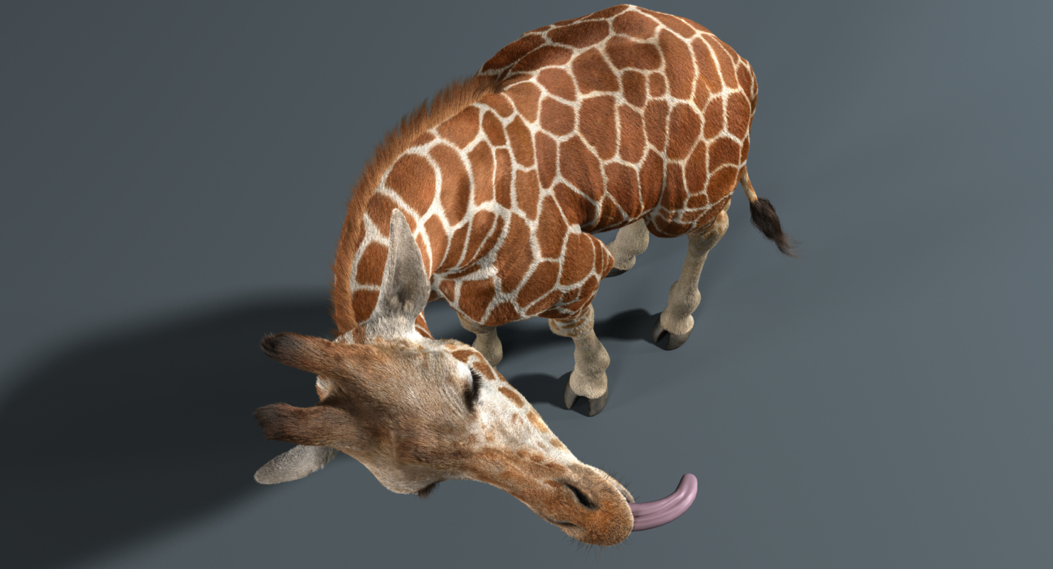 Realistic giraffe rigged fur 3D - TurboSquid 1394899