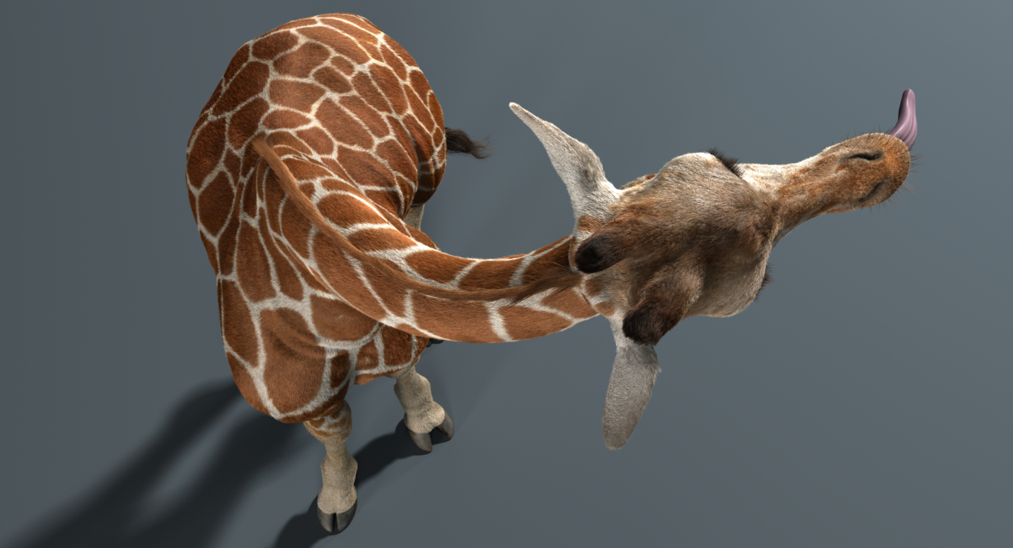 Realistic giraffe rigged fur 3D - TurboSquid 1394899