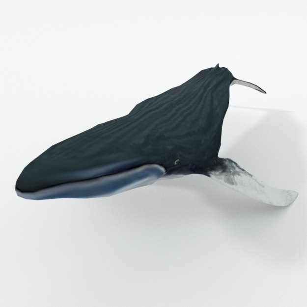 Fin whale 3D model - TurboSquid 1394947