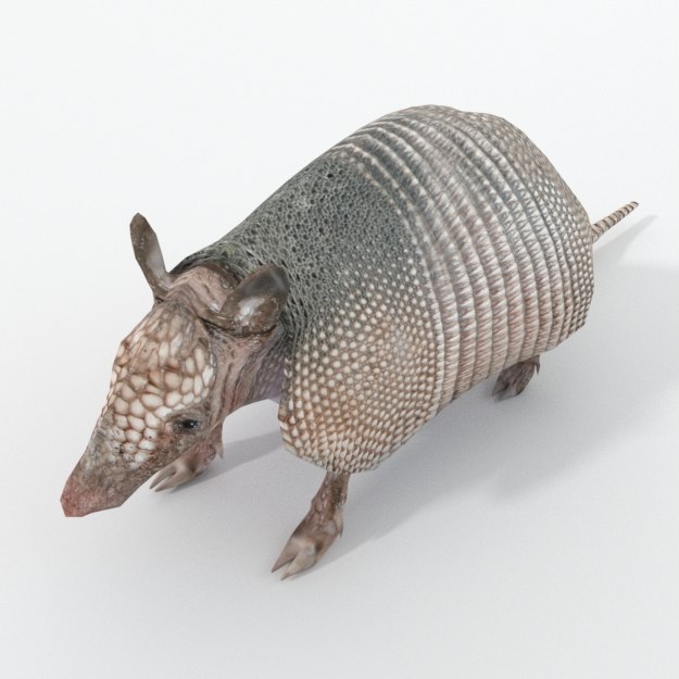 3D model armadillo - TurboSquid 1394965