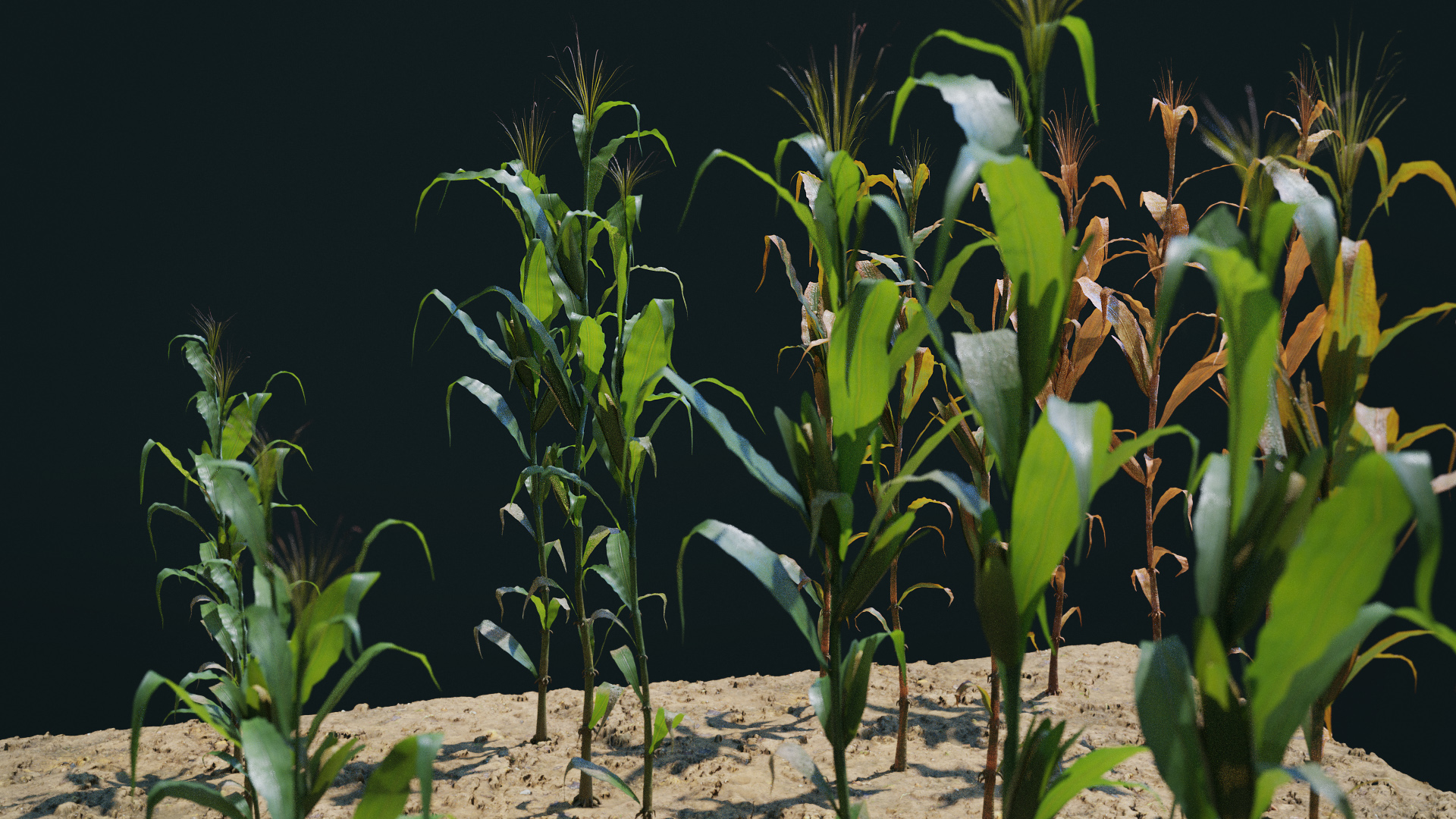 Corn plants 15 types 3D model - TurboSquid 1394964