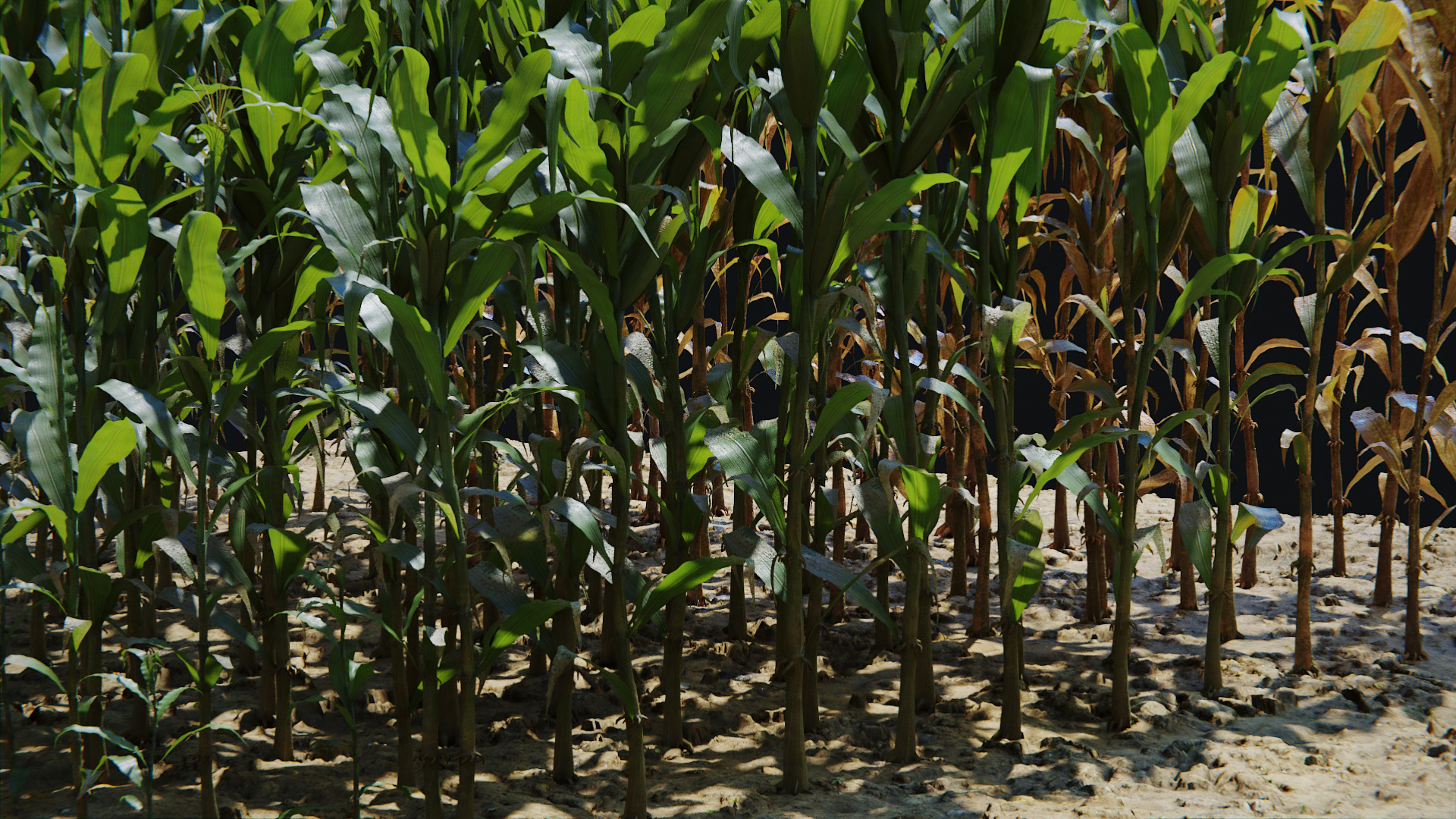 Corn plants 15 types 3D model - TurboSquid 1394964