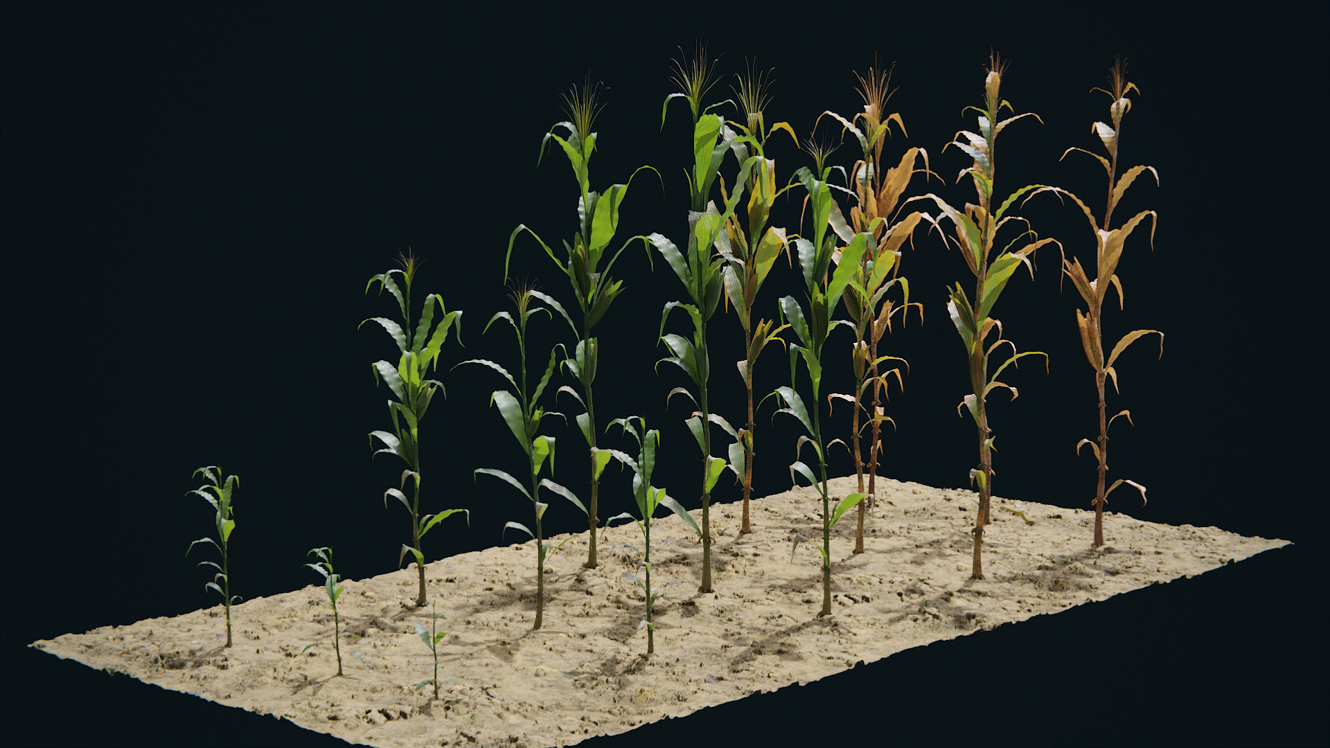 Corn plants 15 types 3D model - TurboSquid 1394964