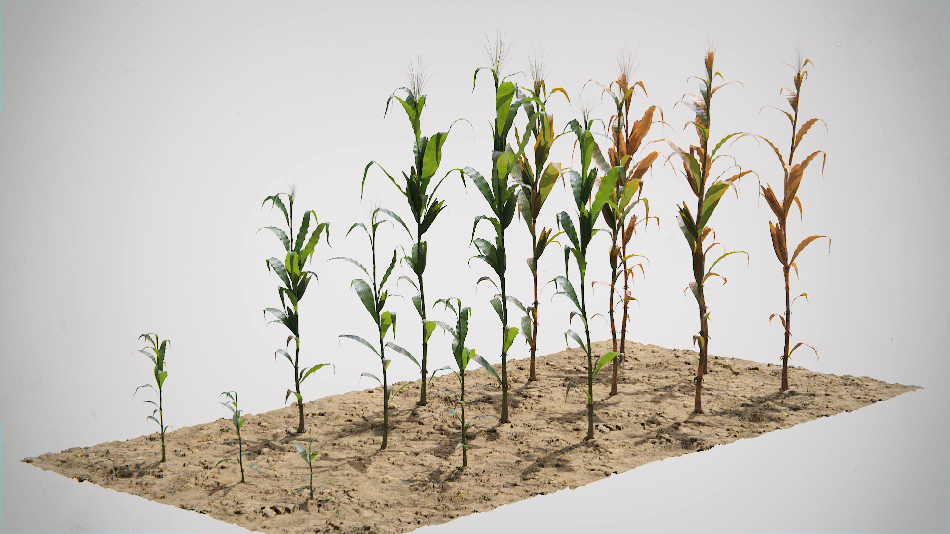 Corn plants 15 types 3D model - TurboSquid 1394964
