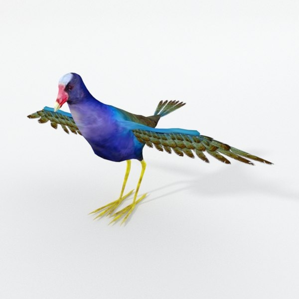 Tingua 3D model - TurboSquid 1394953