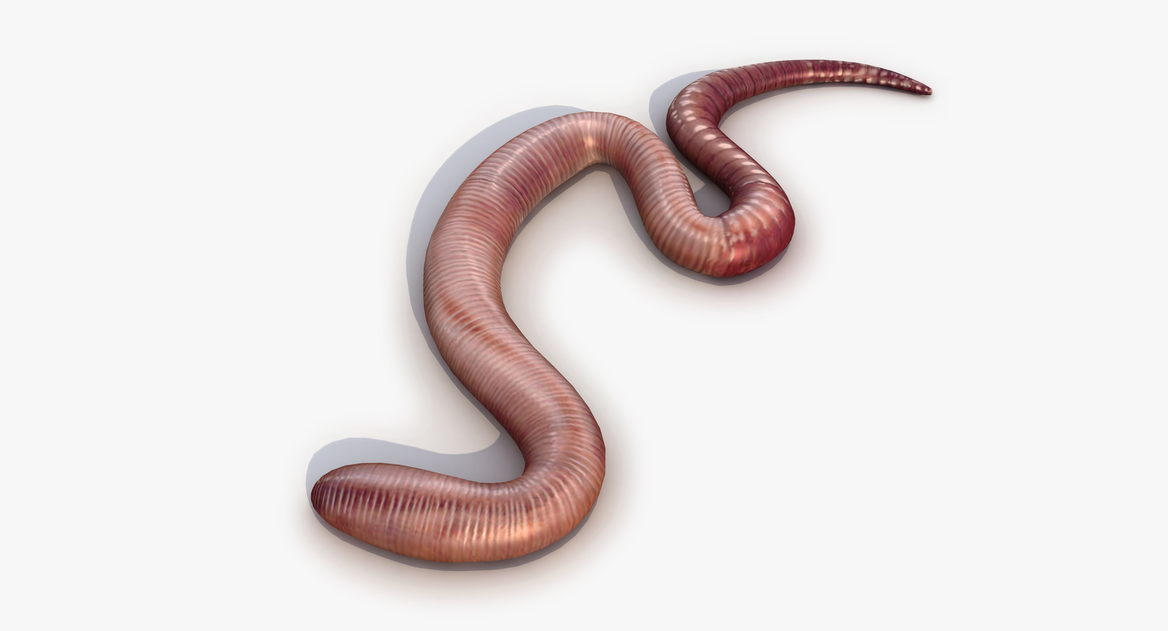earth worm 3d model