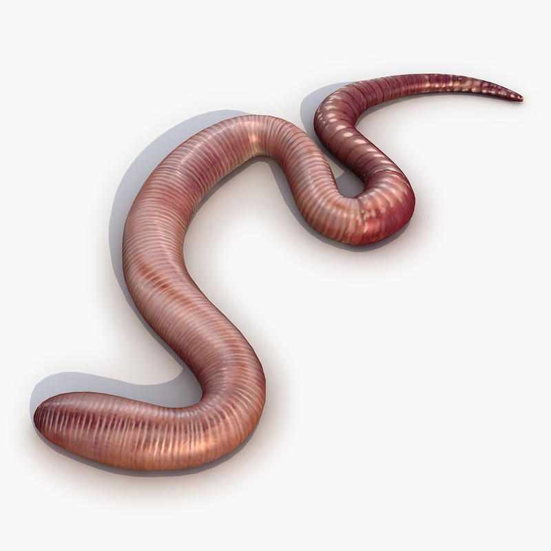 earth worm 3d model