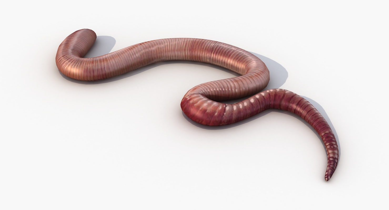 earth worm 3d model