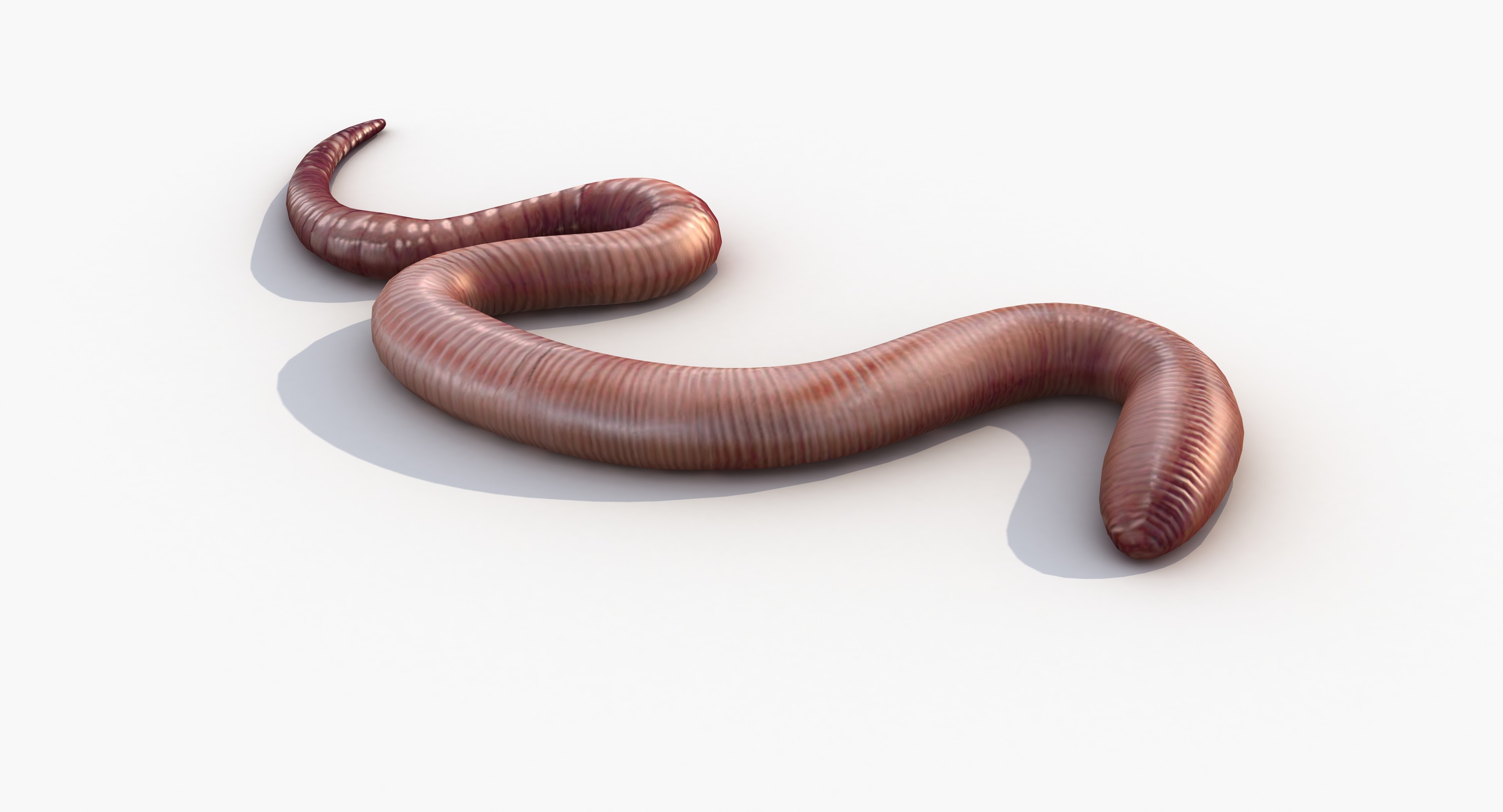 earth worm 3d model