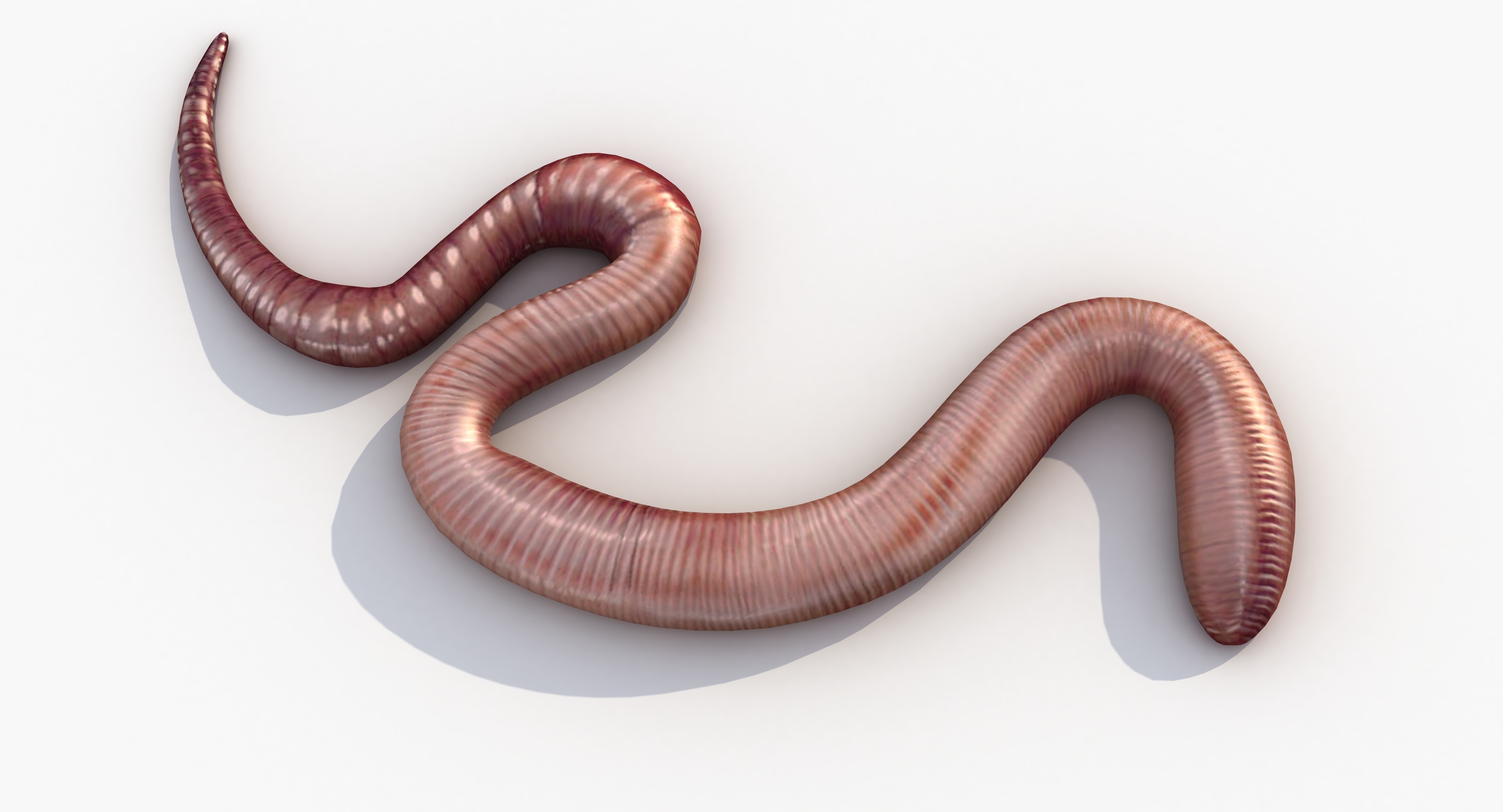 earth worm 3d model
