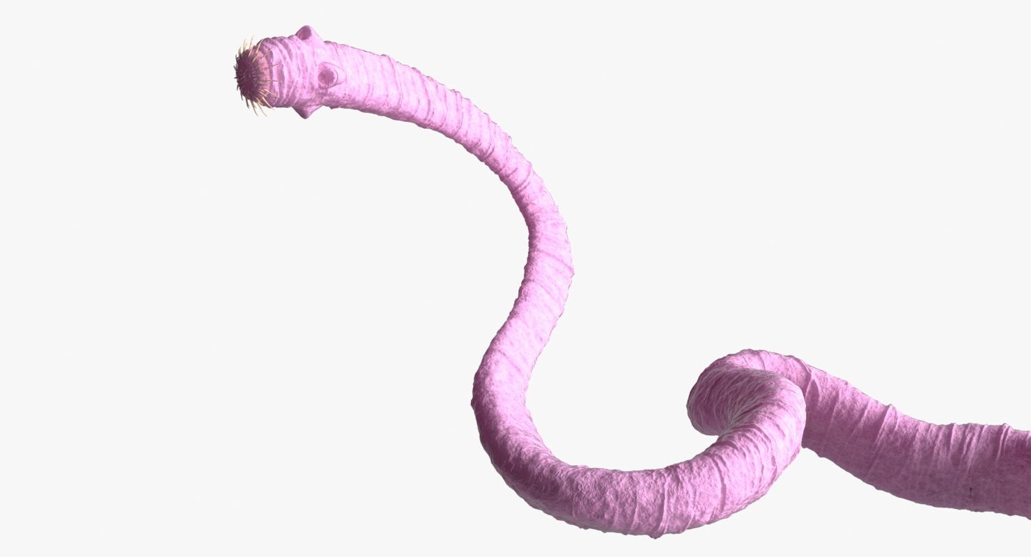 Tapeworm 3D model - TurboSquid 1398055