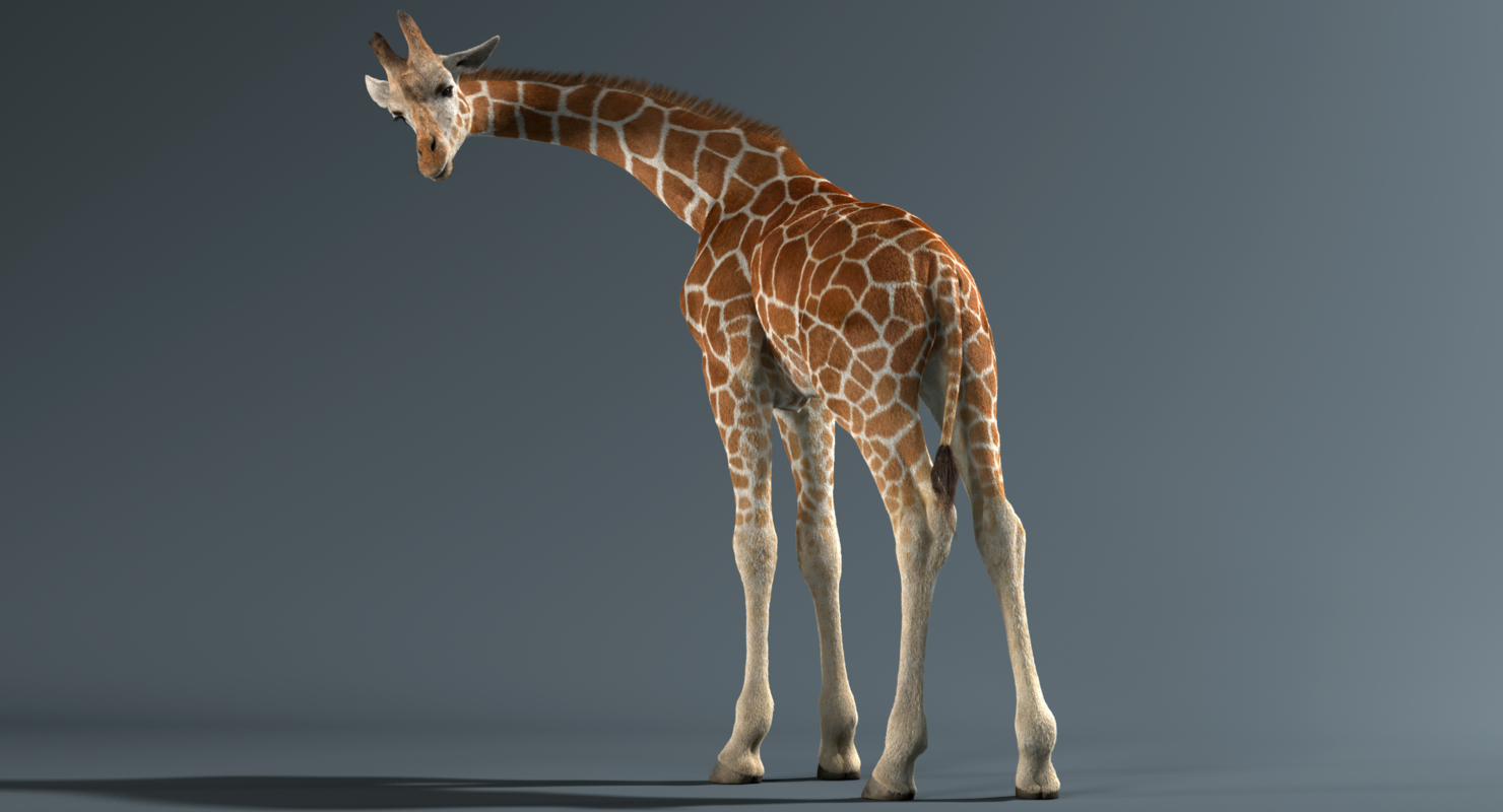 Realistic giraffe rigged fur 3D - TurboSquid 1394899
