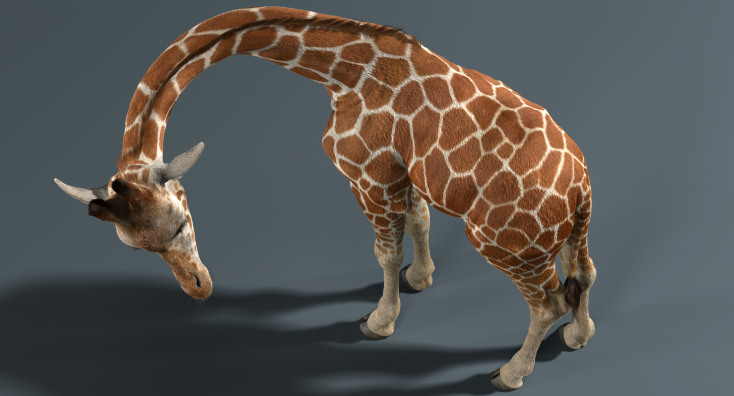 Realistic giraffe rigged fur 3D - TurboSquid 1394899