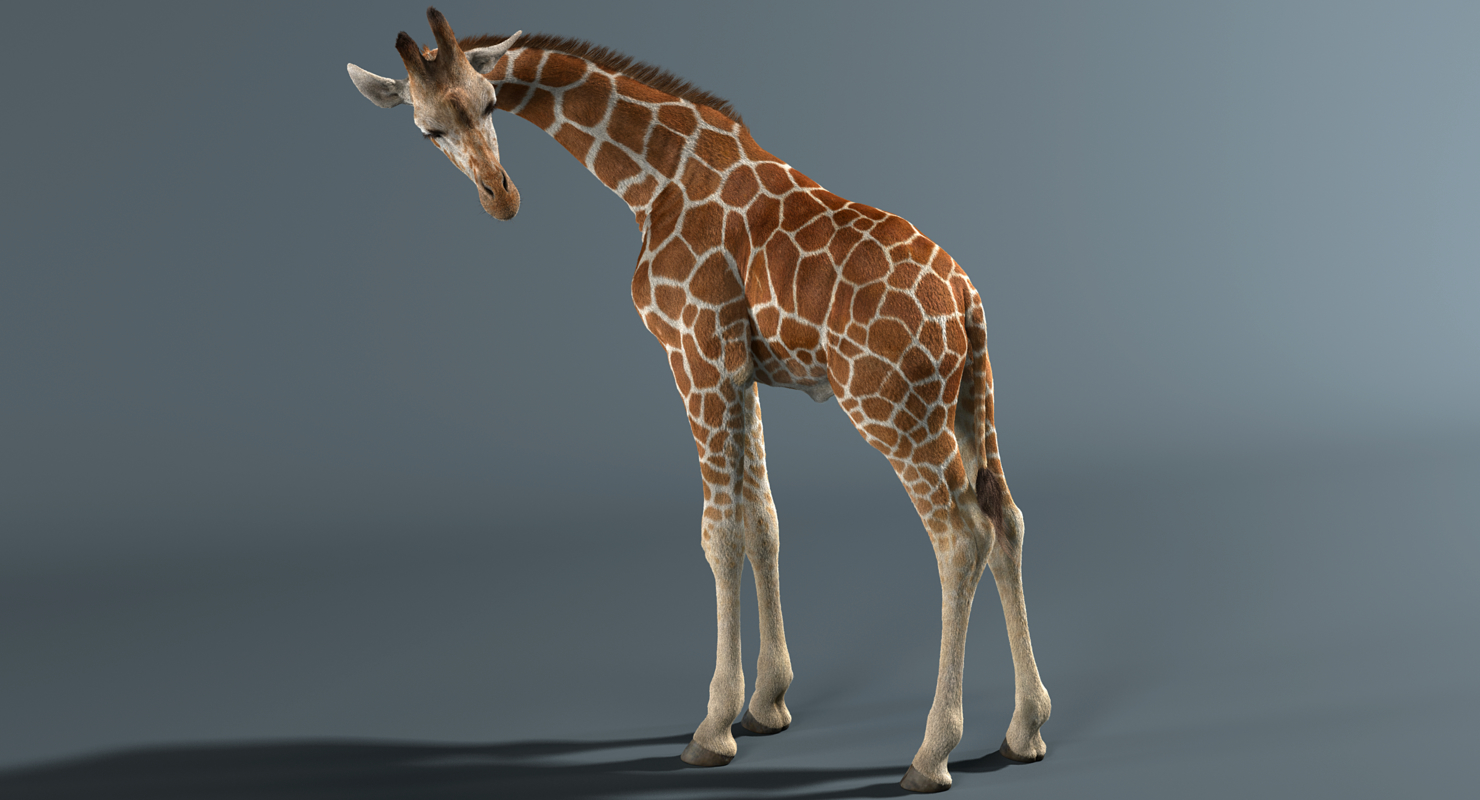 Realistic giraffe rigged fur 3D - TurboSquid 1394899