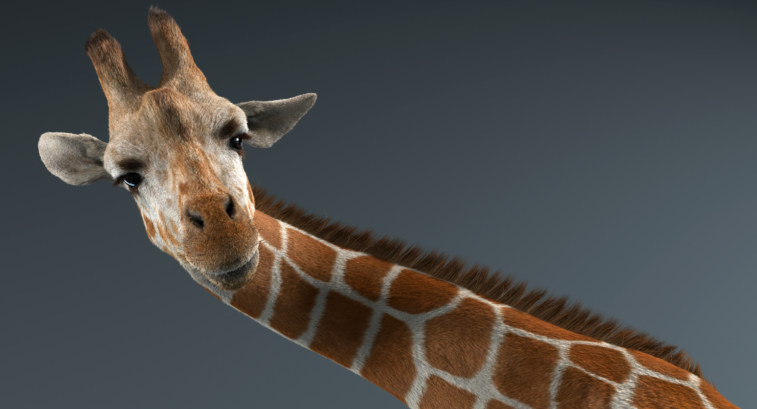 Realistic giraffe rigged fur 3D - TurboSquid 1394899