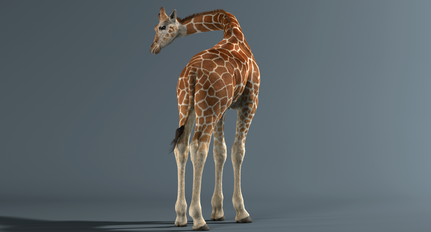 Realistic giraffe rigged fur 3D - TurboSquid 1394899