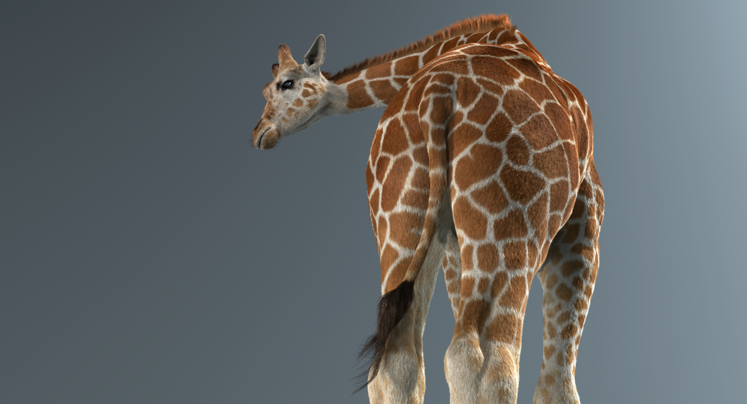 Realistic giraffe rigged fur 3D - TurboSquid 1394899