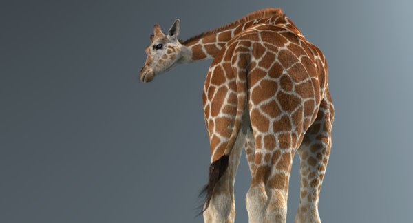 Realistic giraffe rigged fur 3D - TurboSquid 1394899
