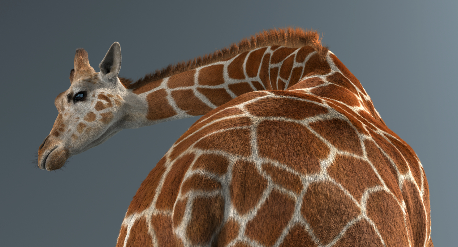 Realistic giraffe rigged fur 3D - TurboSquid 1394899