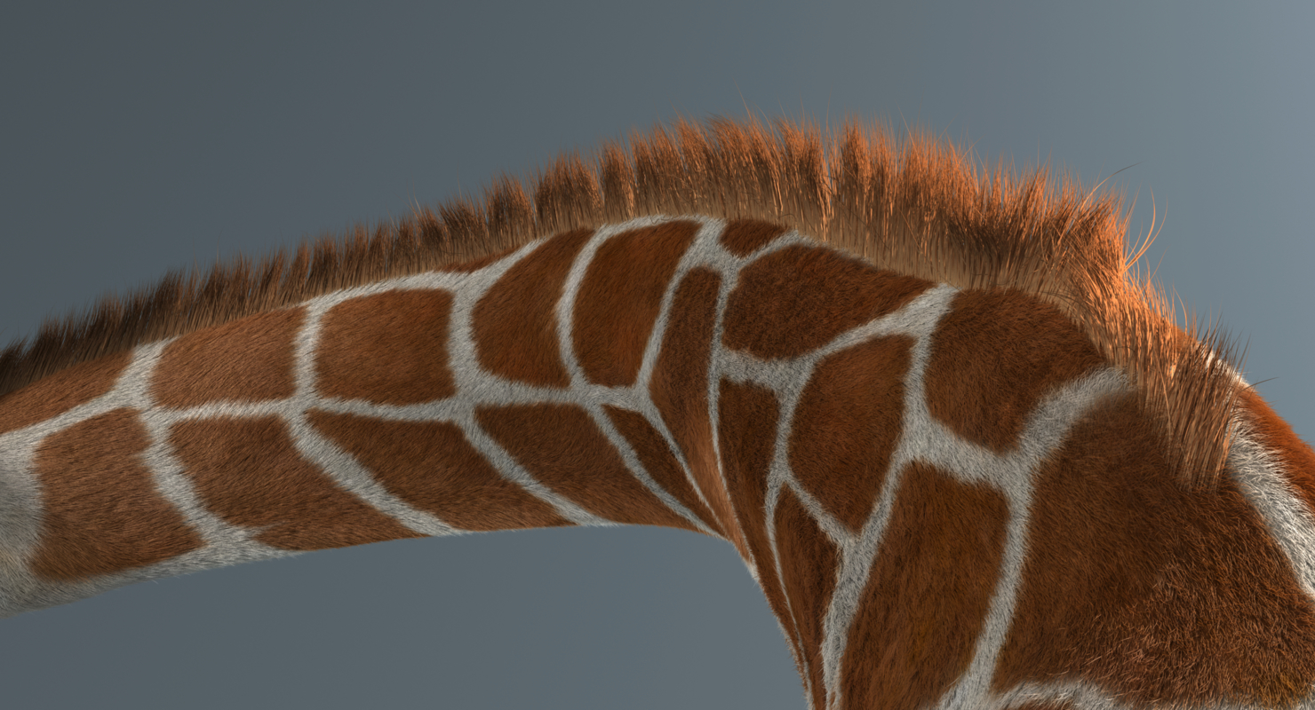Realistic giraffe rigged fur 3D - TurboSquid 1394899