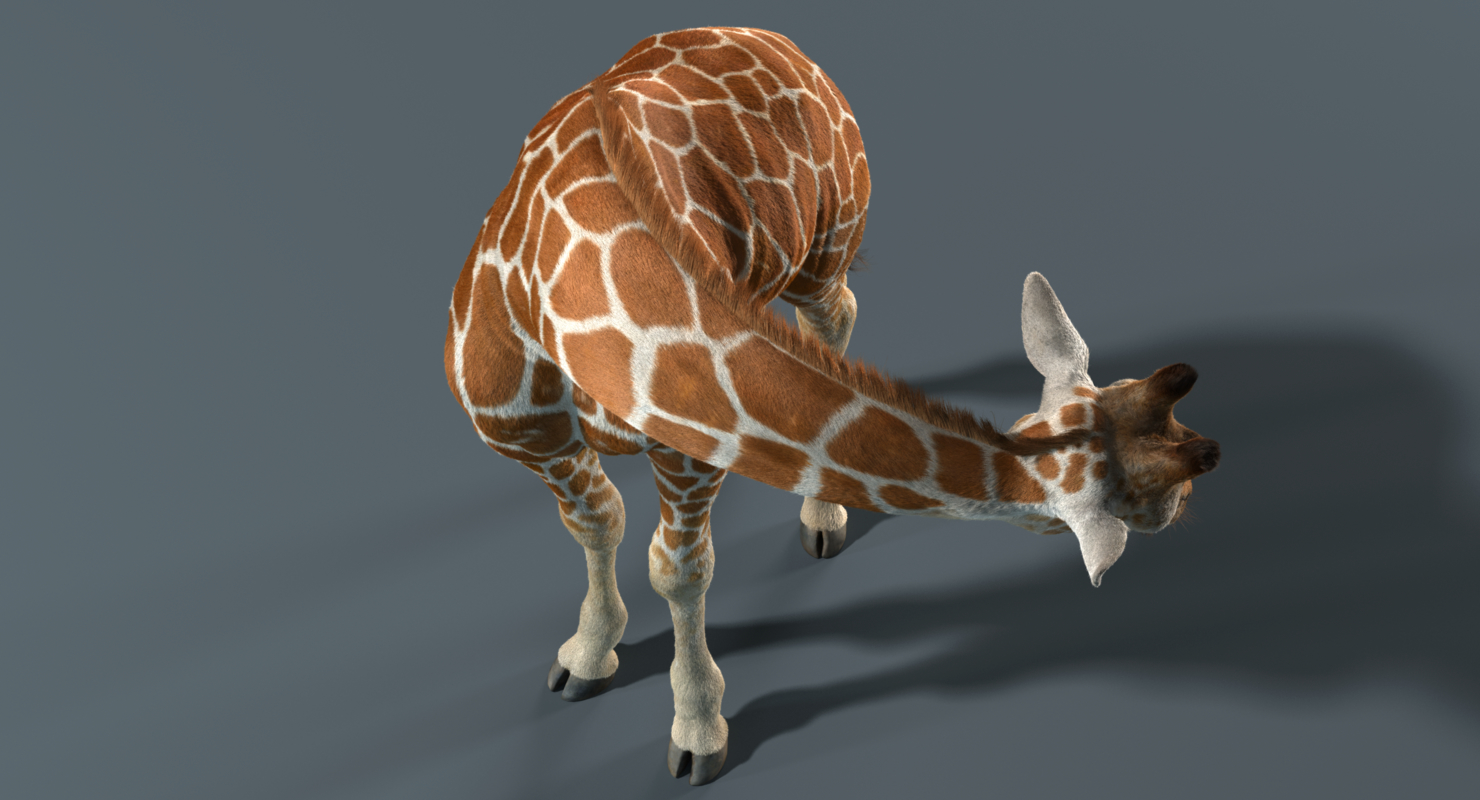 Realistic giraffe rigged fur 3D - TurboSquid 1394899