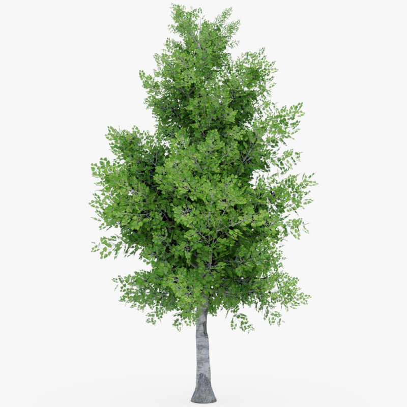 Birch tree 3D model - TurboSquid 1395929