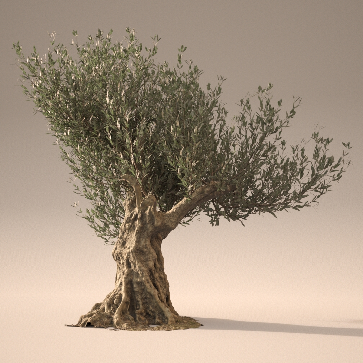 3D olive trees animation realistic model - TurboSquid 1396078