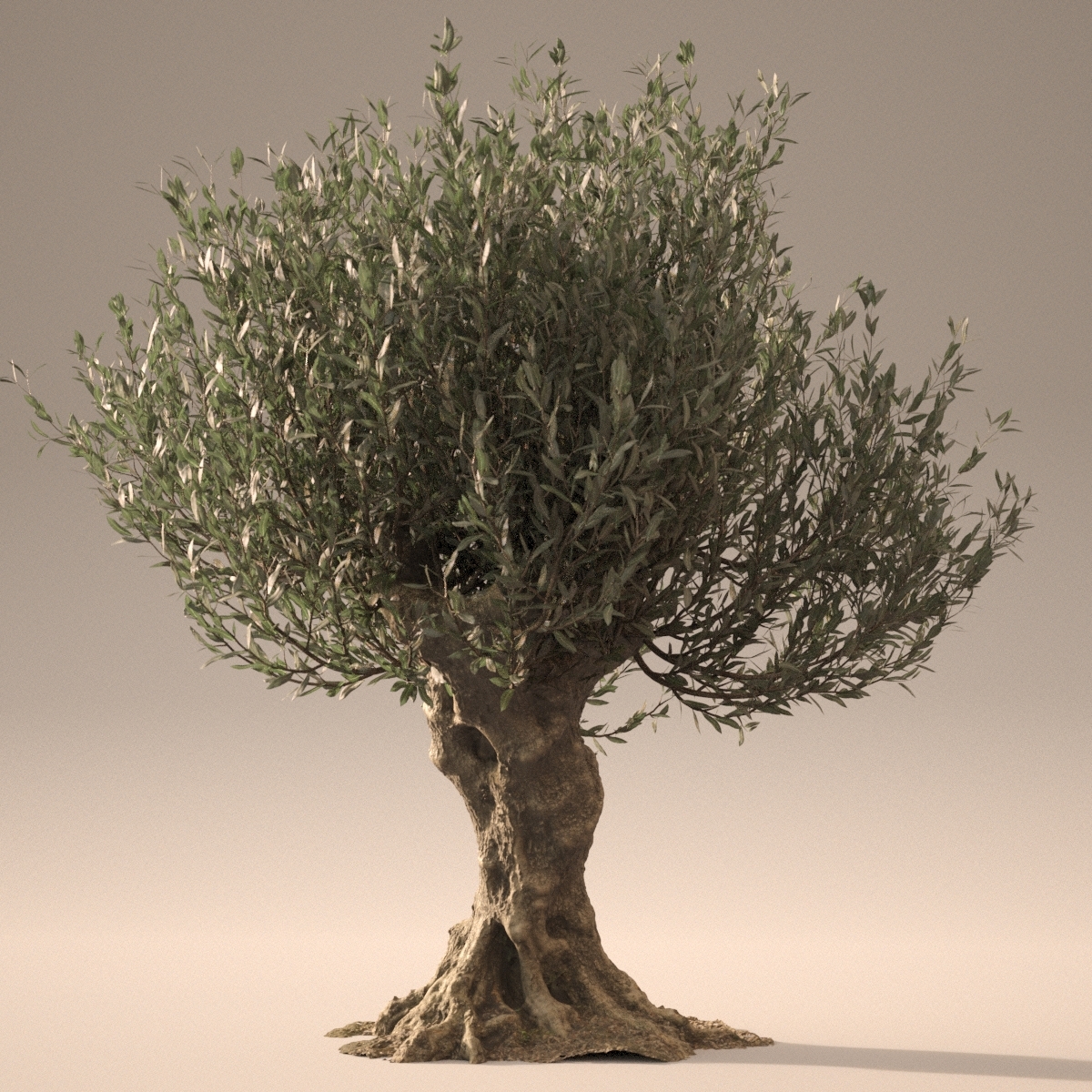 3D olive trees animation realistic model - TurboSquid 1396078