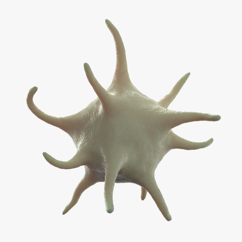 Platelet thrombocyte 1 3D model - TurboSquid 1396116