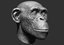 Chimpanzee head 3D model - TurboSquid 1396321
