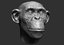 Chimpanzee head 3D model - TurboSquid 1396321