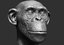 Chimpanzee head 3D model - TurboSquid 1396321