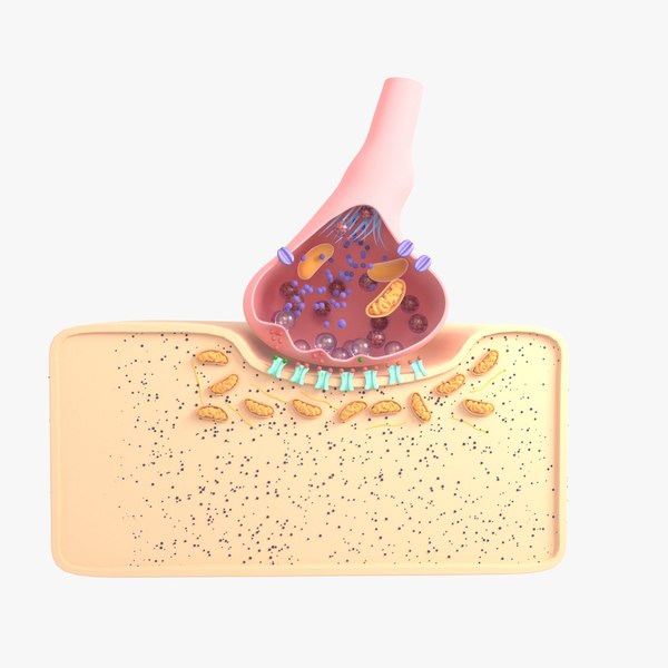 Synapse cross section model - TurboSquid 1398080