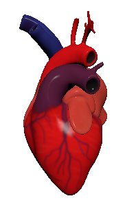 Blender Heart Models | TurboSquid