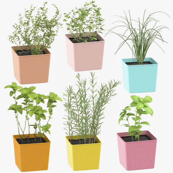 3d model thyme herb