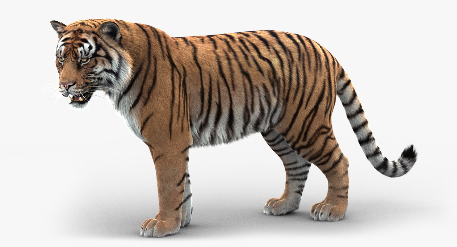 Tiger rigged fur model - TurboSquid 1396777