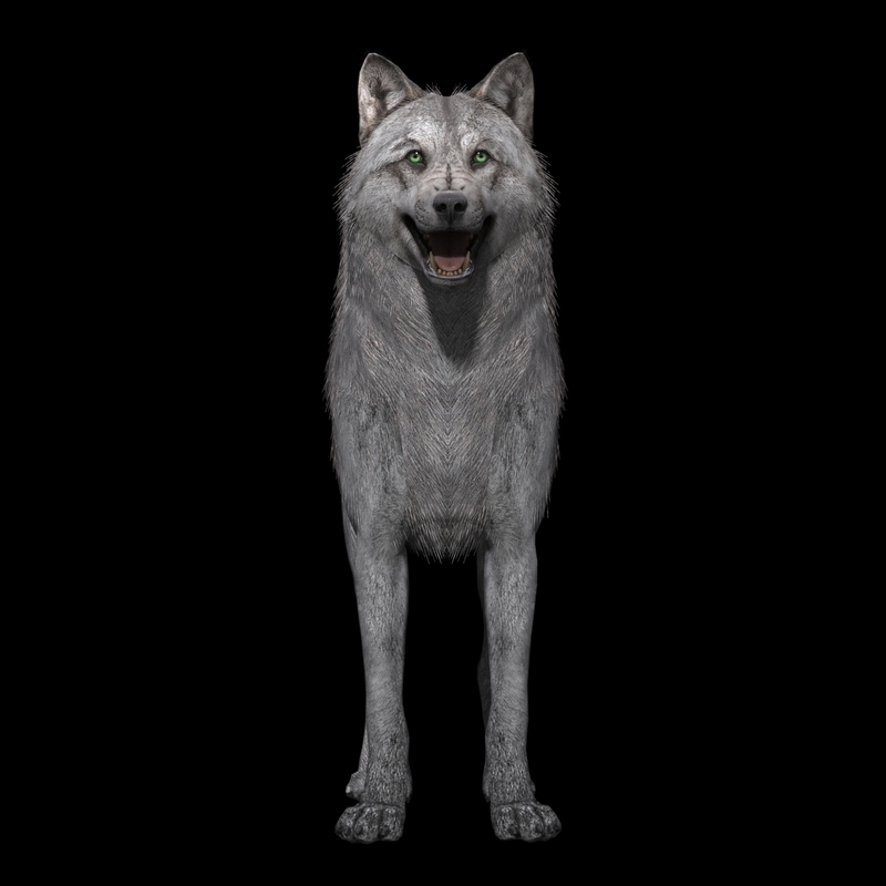 Free 3D grey wolf rig - TurboSquid 1390070