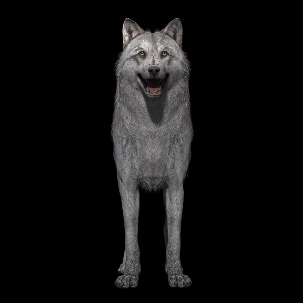 Free 3D grey wolf rig - TurboSquid 1390070