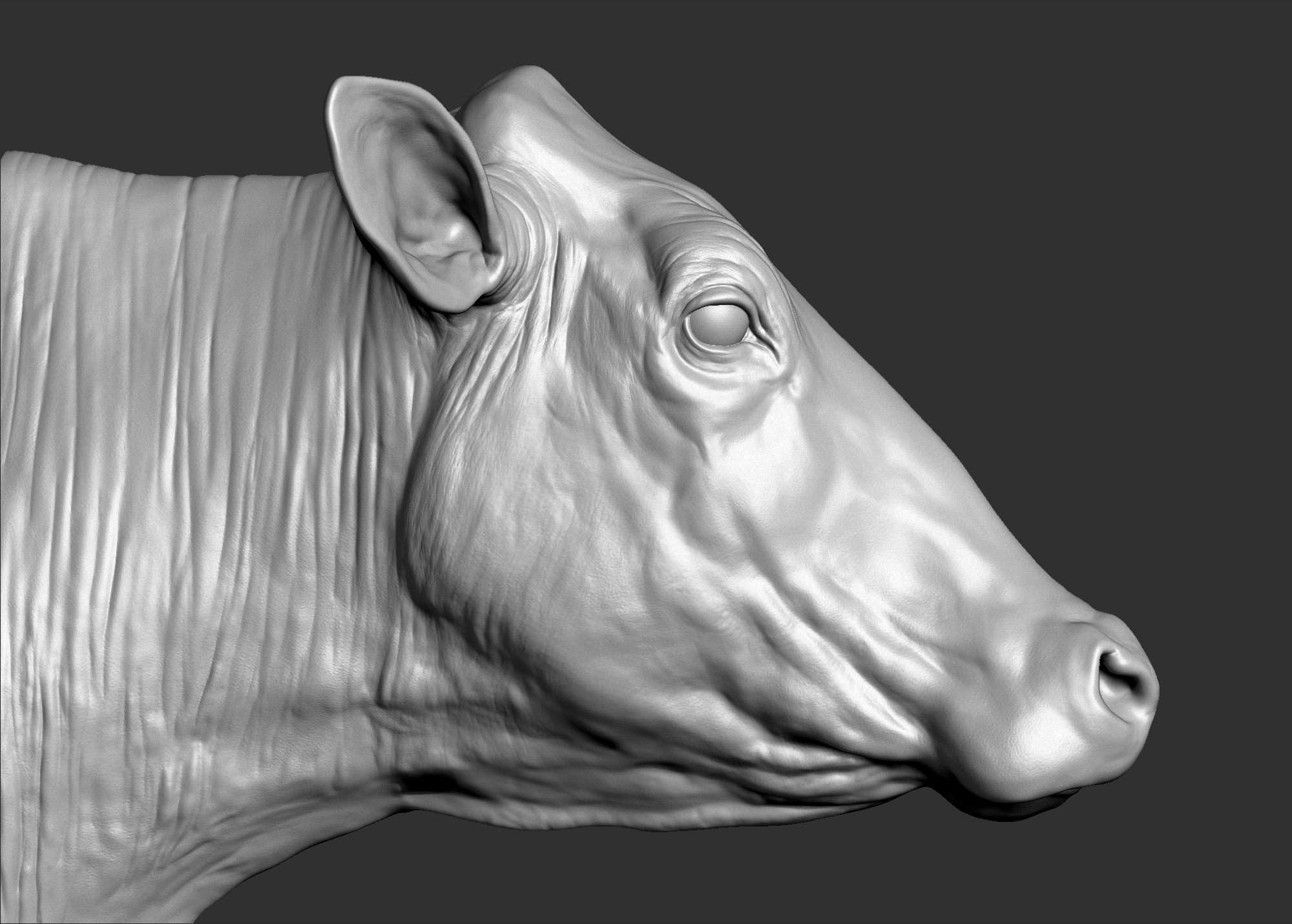 Cow head 3D - TurboSquid 1396830
