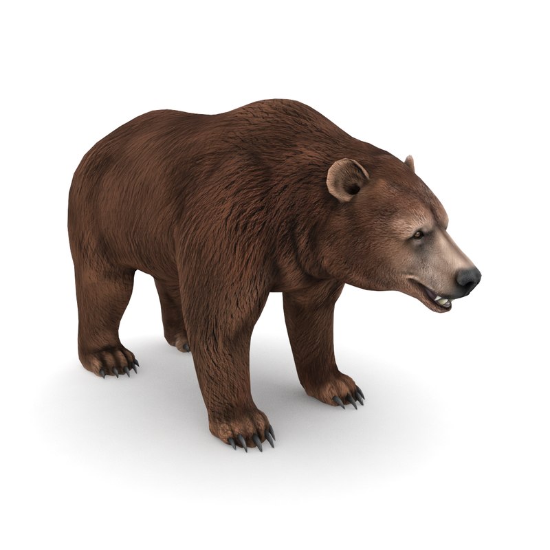3D brown bear - TurboSquid 1396819