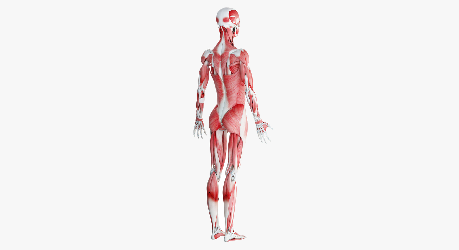 Female skin skeleton muscles 3D model - TurboSquid 1378454