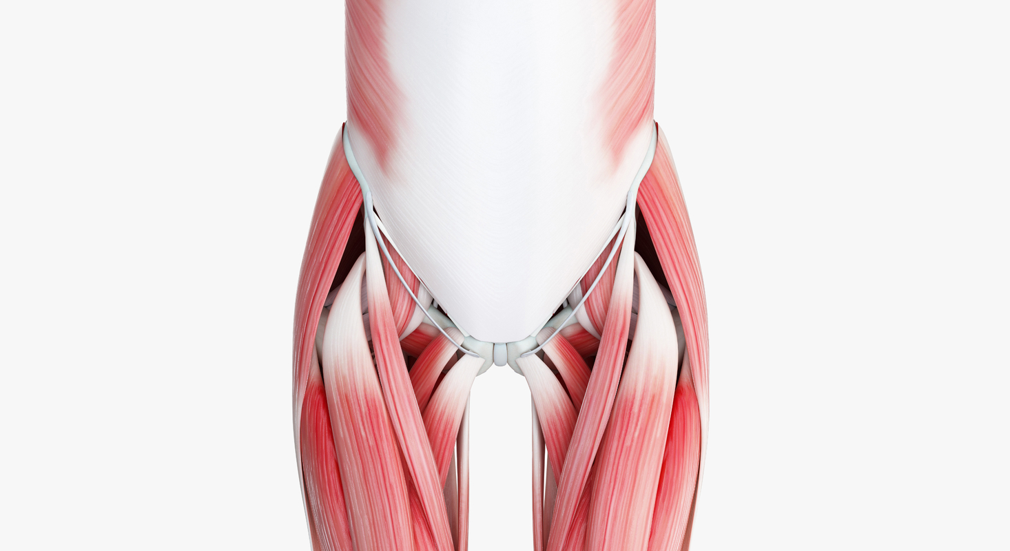 Female skin skeleton muscles 3D model - TurboSquid 1378454