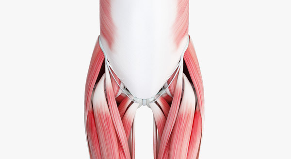 Female skin skeleton muscles 3D model - TurboSquid 1378454