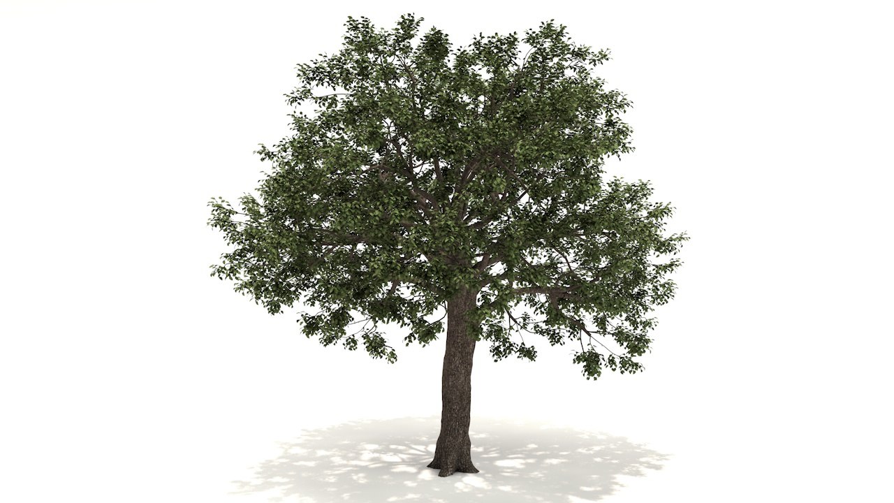 Live oak tree 3D model - TurboSquid 1397211