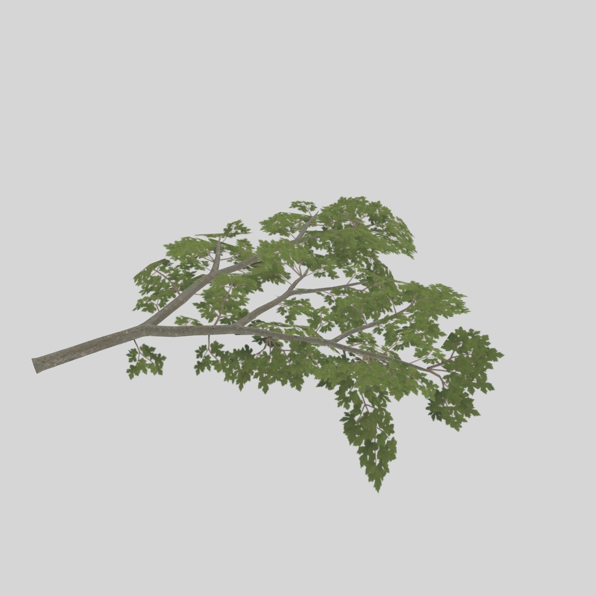 3D model rigged tree branch types - TurboSquid 1397320