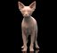 sphynx cat 3d obj