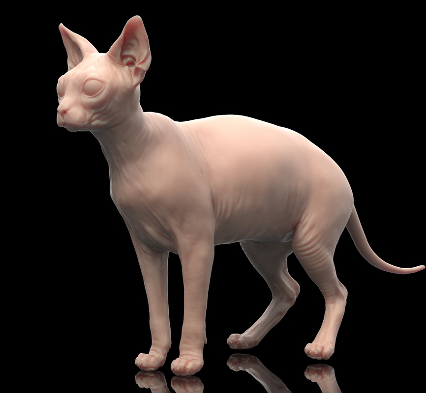 sphynx cat 3d obj