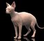 sphynx cat 3d obj