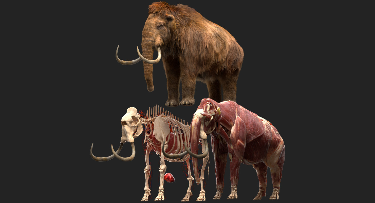Mammoth anatomy bone 3D model - TurboSquid 1398011