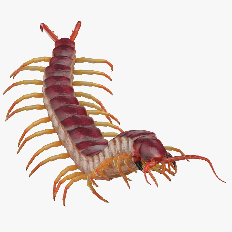 Centipedes standing coiled 3D model - TurboSquid 1398901